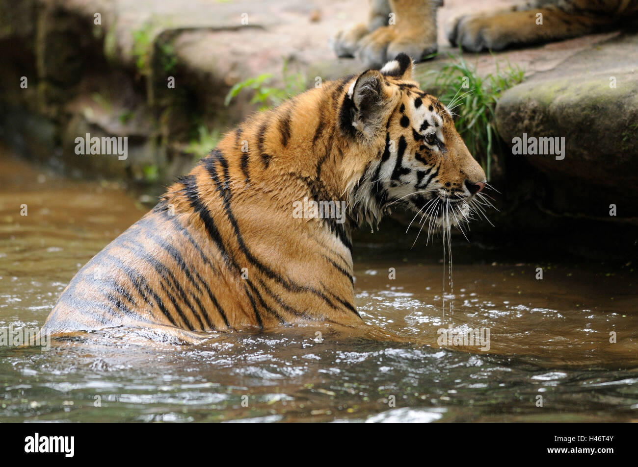 Siberian tiger, Panthera tigris altaica, half portrait, water, side view, lying Stock Photo - Alamy