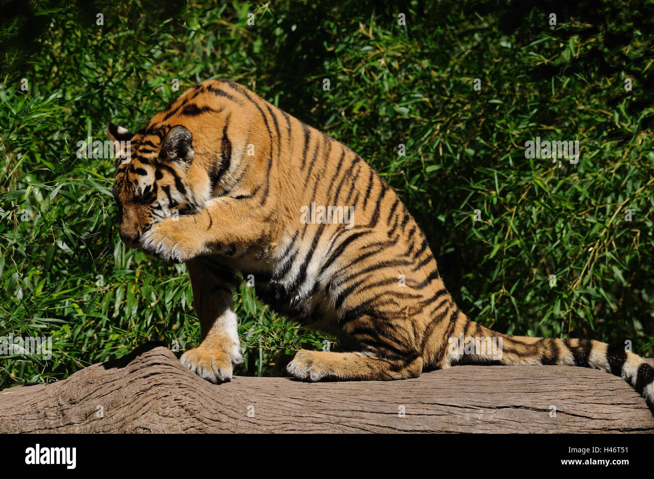 Side view tiger hi-res stock photography and images - Alamy