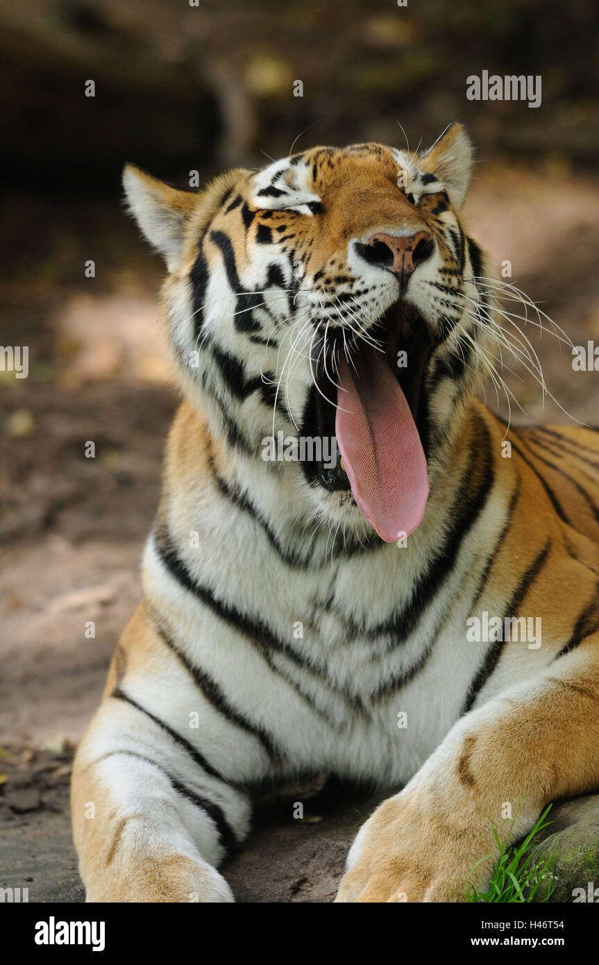 Siberian tiger, Panthera tigris altaica, front view, lying, half ...