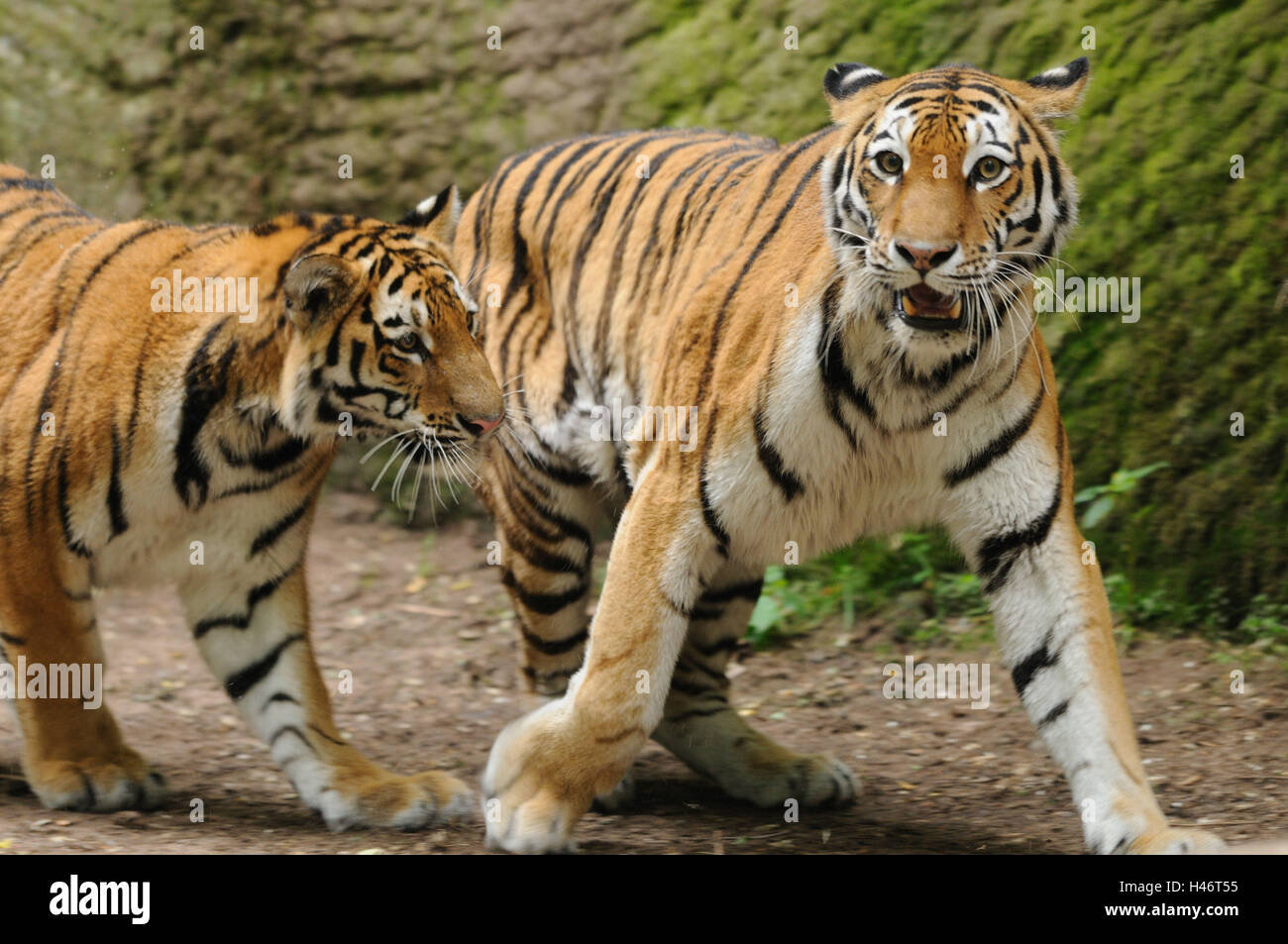 Siberian tigers, Panthera tigris altaica, side view, run, view in the ...
