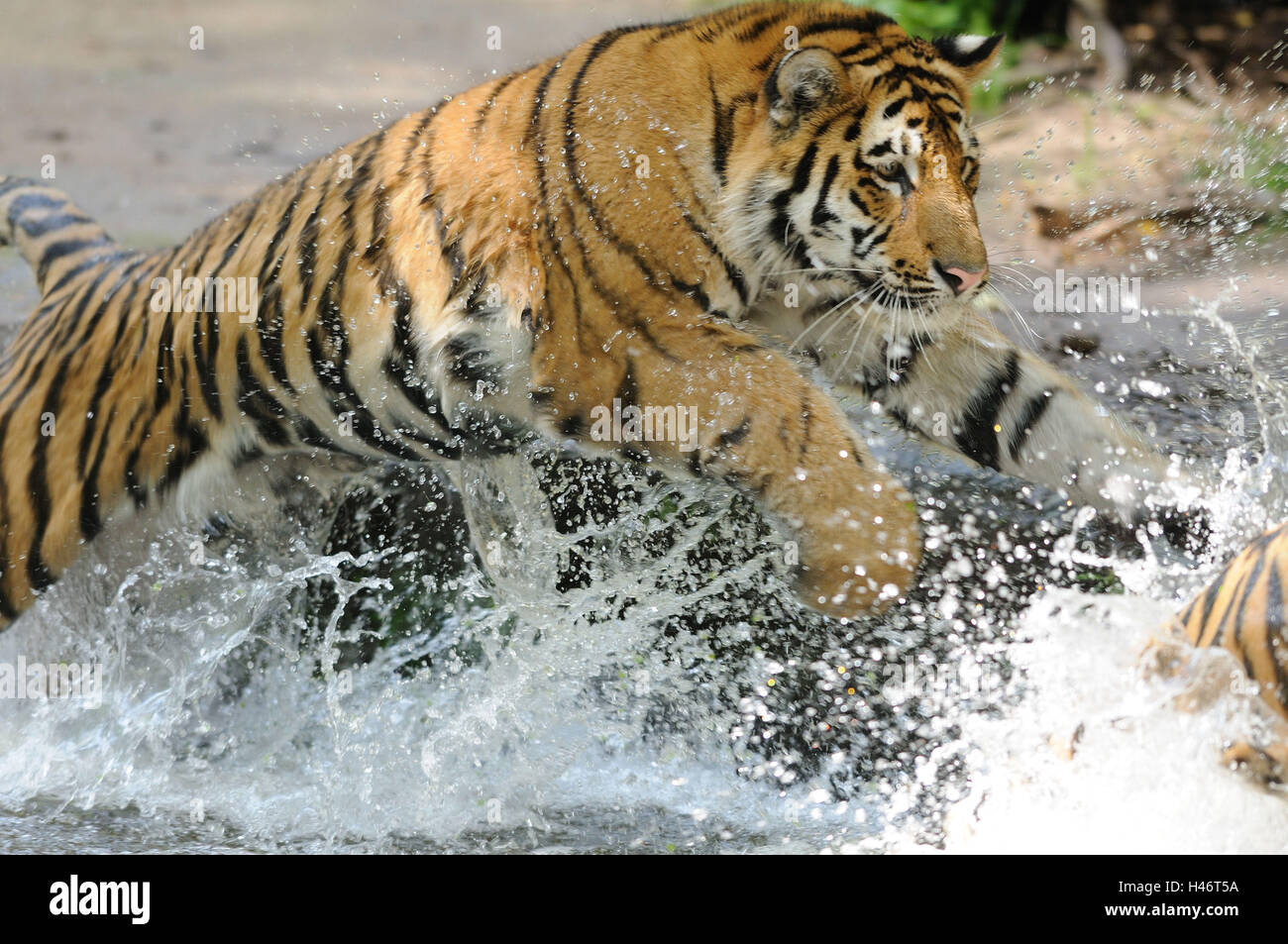 Siberian tiger, Panthera tigris altaica, water, side view, jumping Stock Photo - Alamy