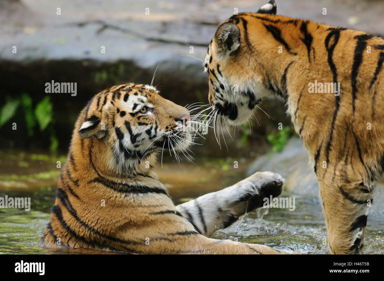 Tiger water splash hi-res stock photography and images - Alamy