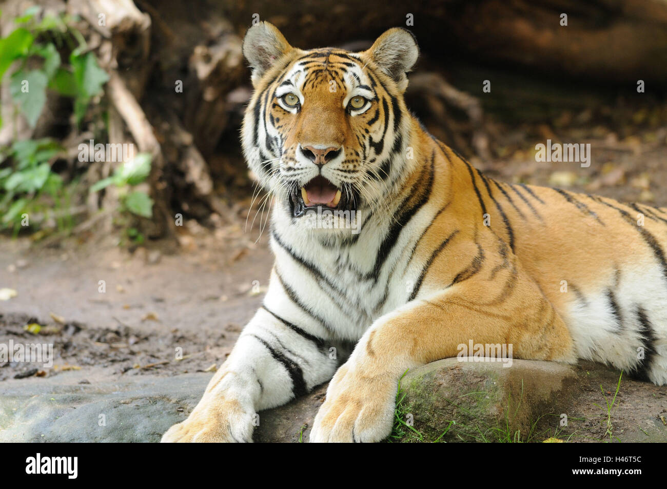 Siberian tiger, Panthera tigris altaica, side view, lie, view in the ...