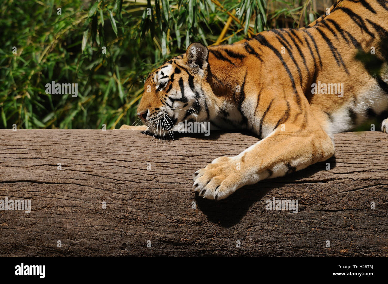 Siberian tiger, Panthera tigris altaica, half portrait, trunk ...