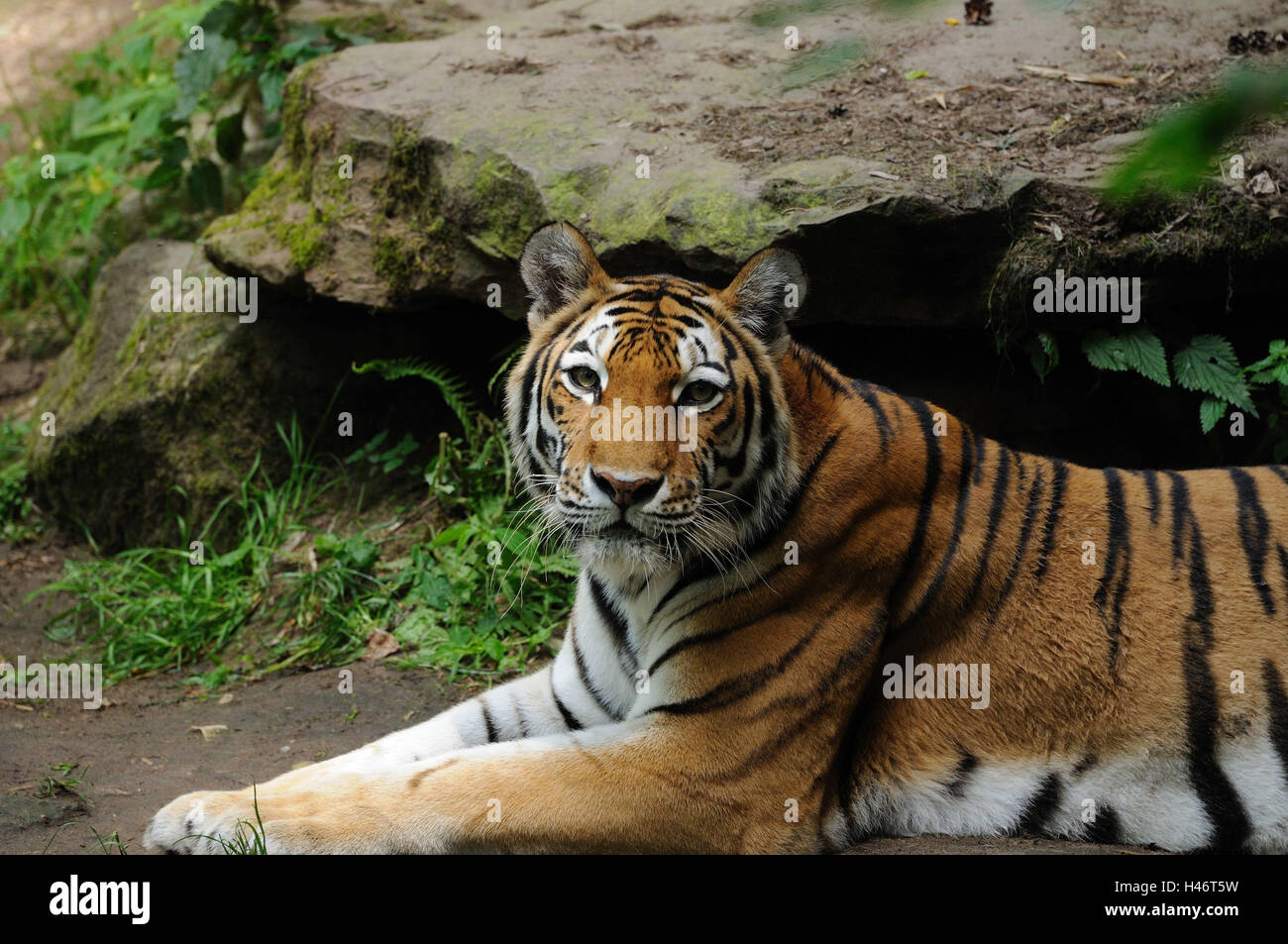 Siberian tiger, Panthera tigris altaica, side view, lie, view in the ...