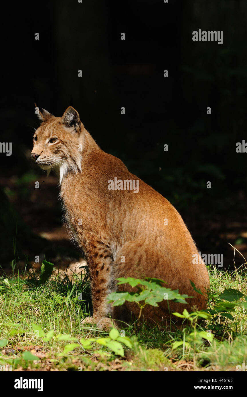 Eurasian lynx, Lynx lynx, meadow, forest, side view, sitting Stock ...