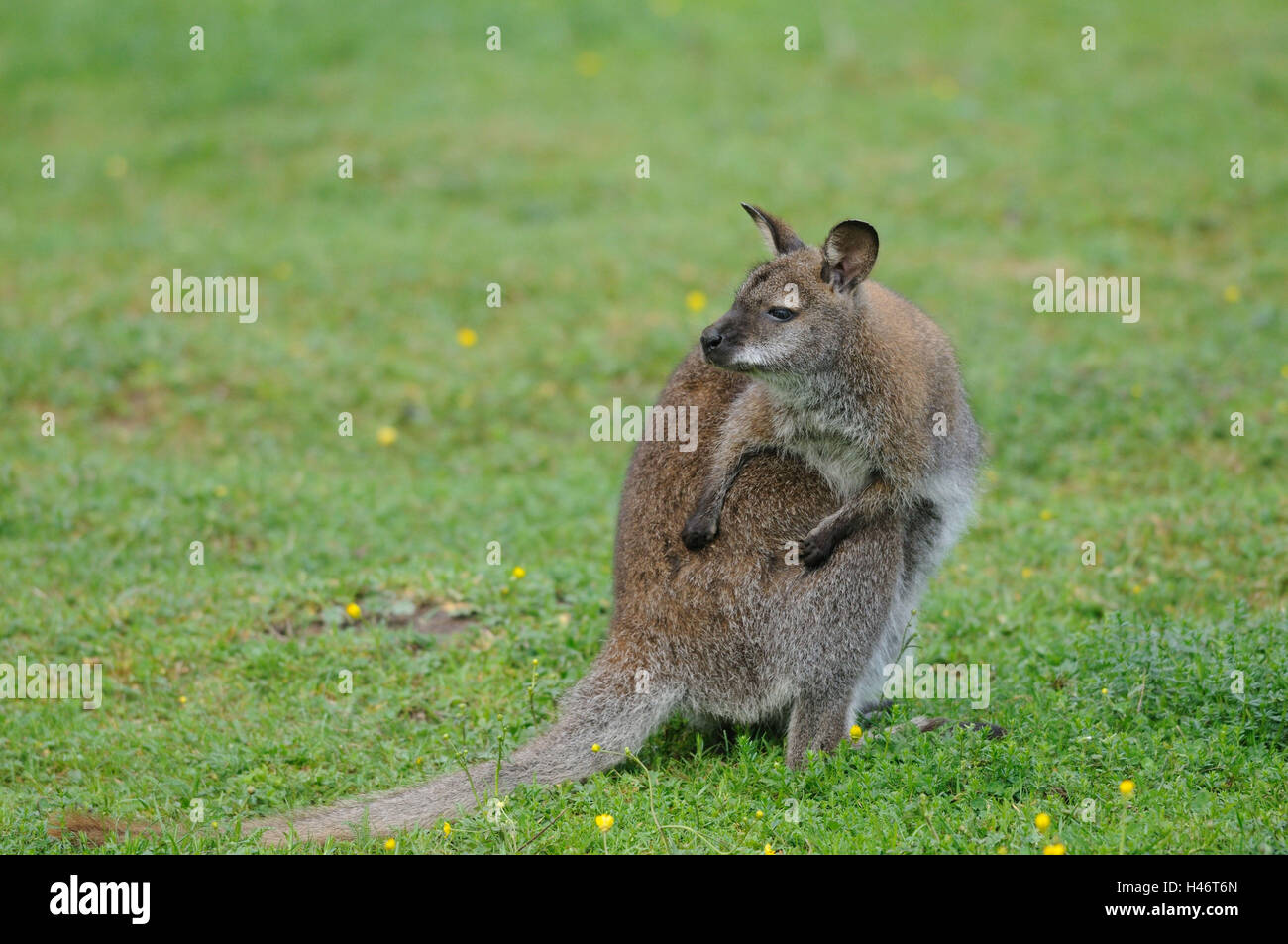 Red-necked wallaby, Macropus rufogriseus, meadow, side view, sitting ...
