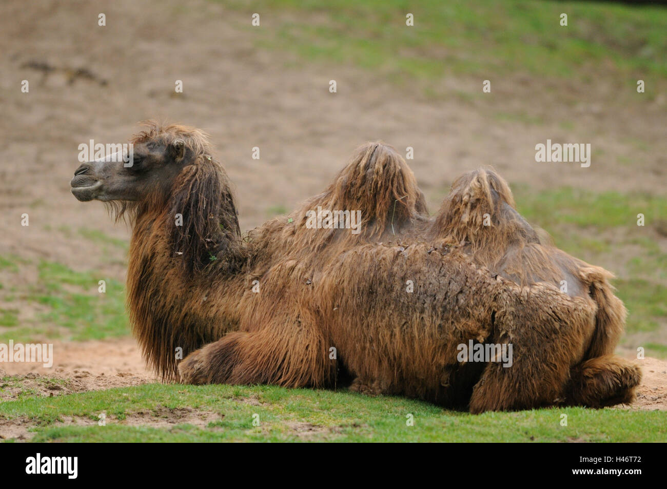 Bactrian camel, Camelus ferus, meadow, side view, lying Stock Photo - Alamy