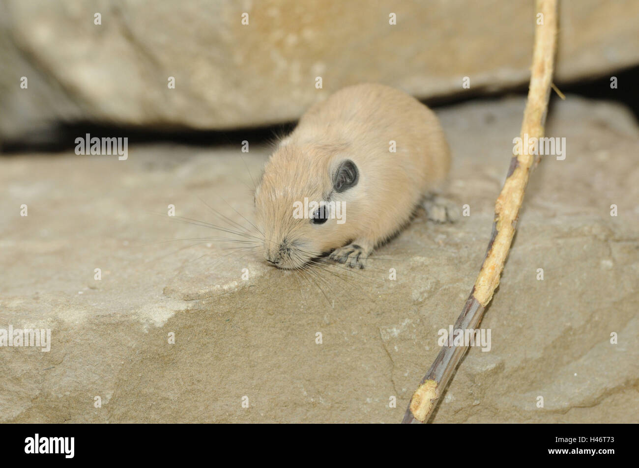 Baby Gundi