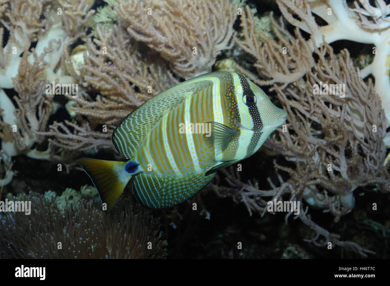 Sailfin tang, zebrasoma veliferum, underwater, front view, swimming ...