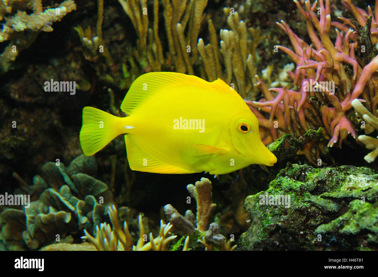 Barber fish hi-res stock photography and images - Alamy