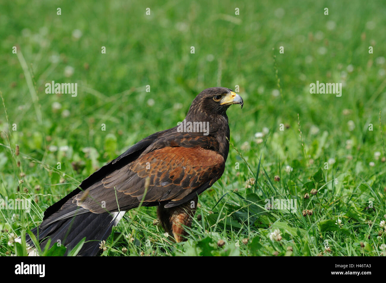 Wild buzzard, Parabuteo unicinctus, meadow, stand, side view, focus on ...