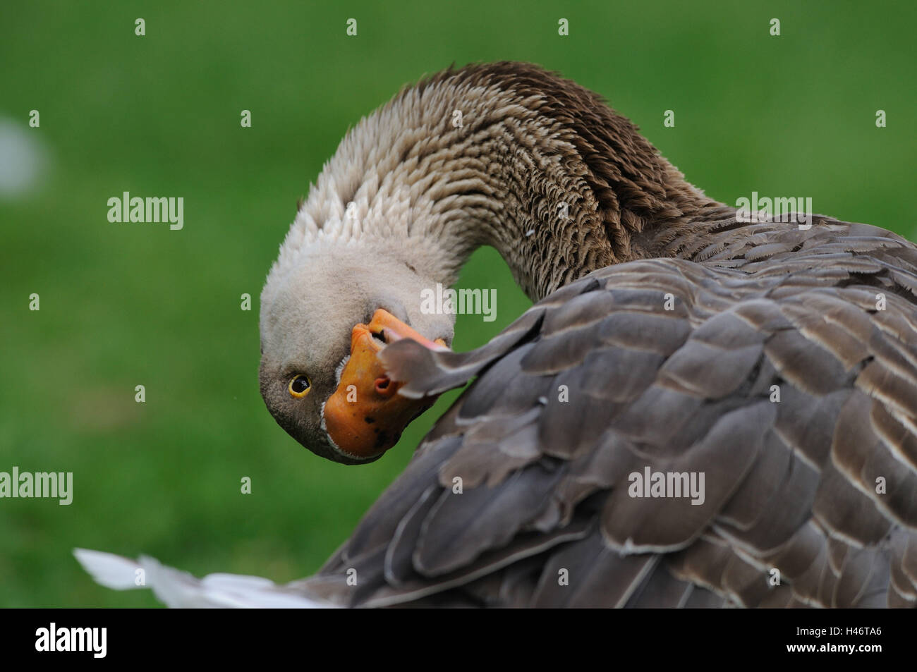 Hump goose, Anser cygnoides domestica, Anser cygnoides following ...