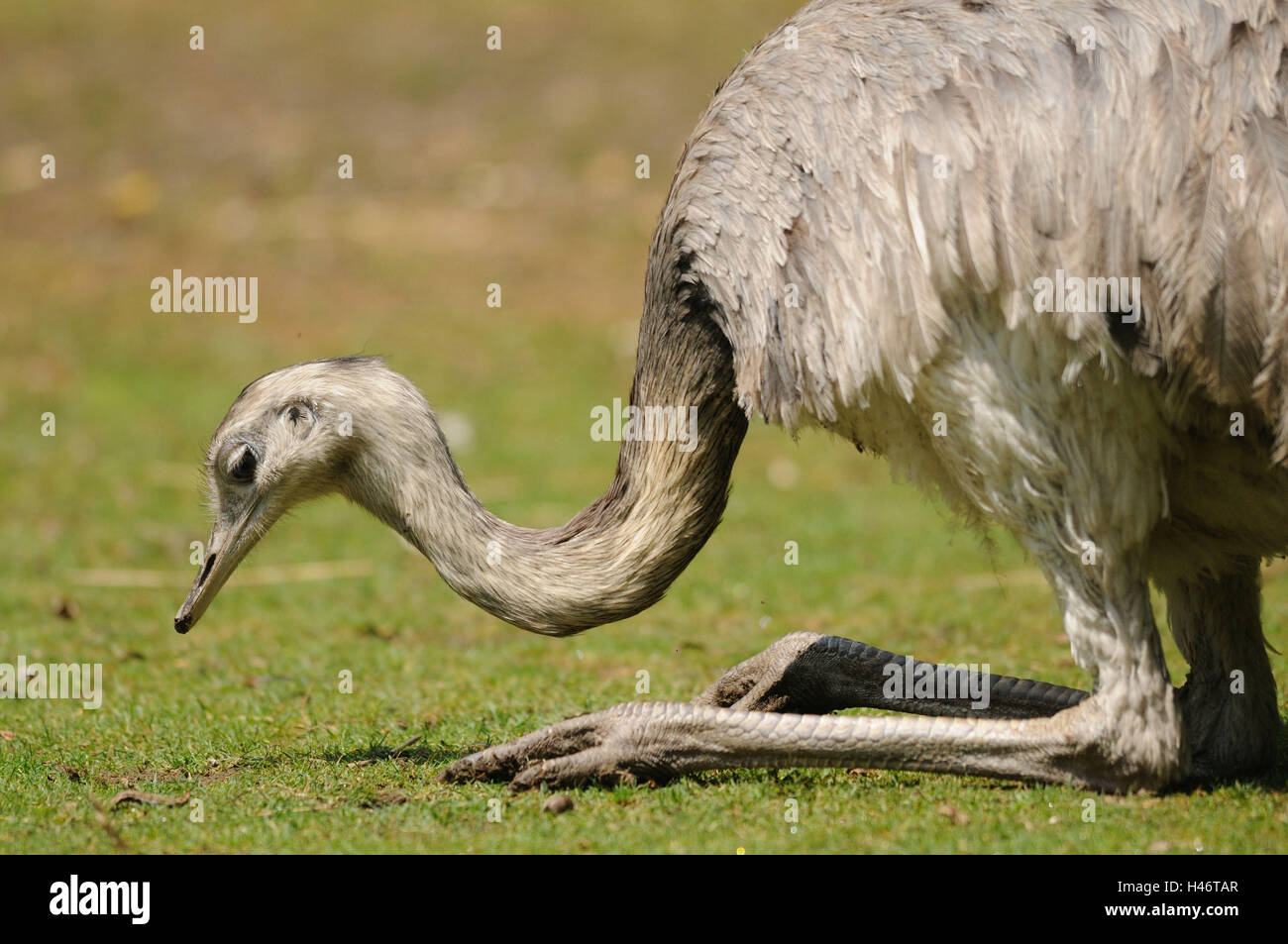Rhea, Rhea americana, meadow, sit, side view Stock Photo - Alamy
