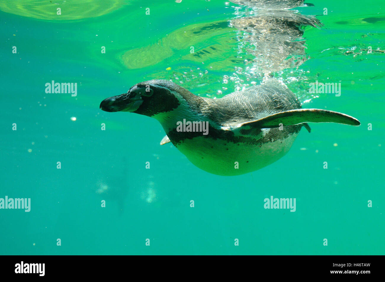 Glass penguin hi-res stock photography and images - Alamy