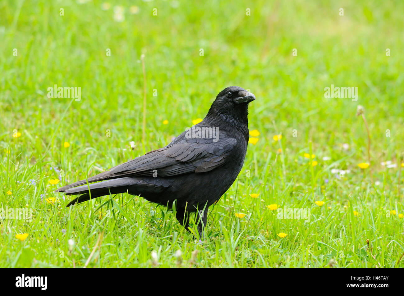 Crow side view hi-res stock photography and images - Alamy