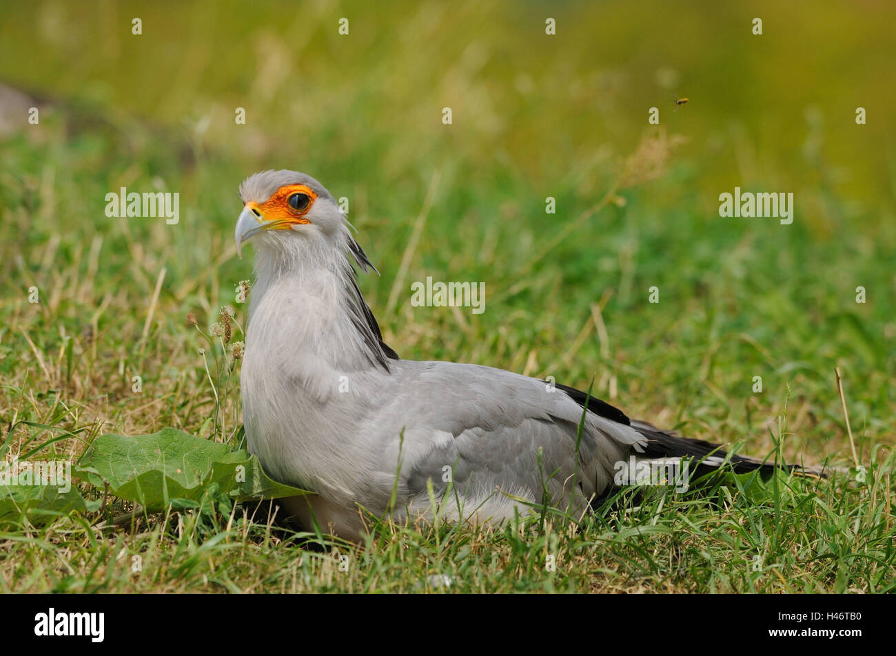 Secretary bird secretary birds hi-res stock photography and images - Alamy