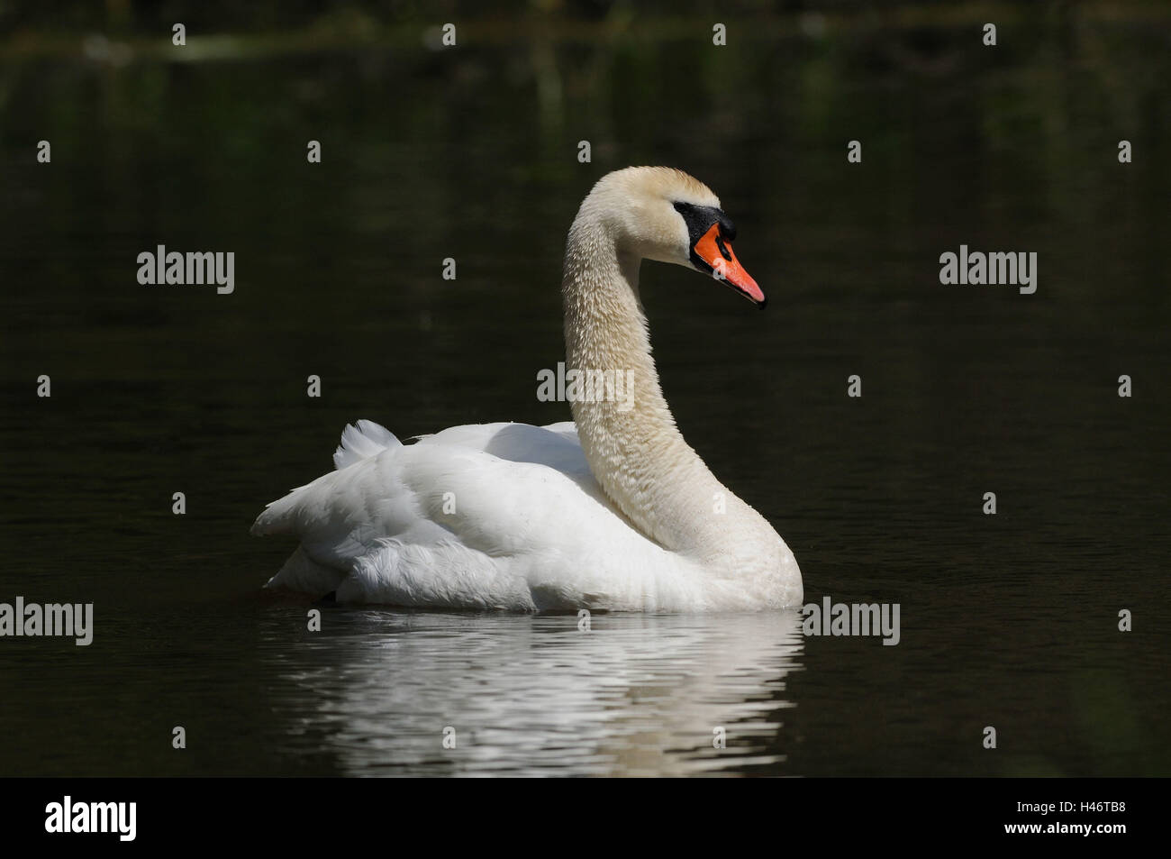 Side view swan hi-res stock photography and images - Alamy