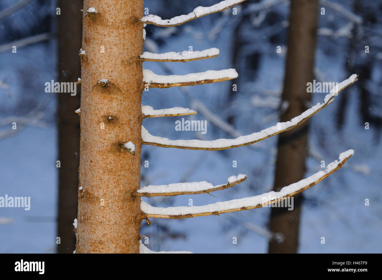 Common spruce, Picea abies, snow, winter, Styria, Austria, focus on the ...
