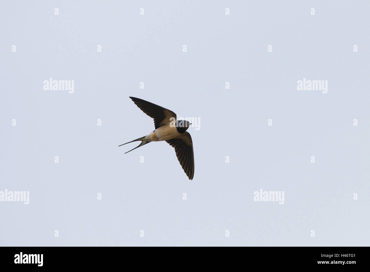 Swallow, Hirundo rustica, heaven, side view, fly Stock Photo - Alamy