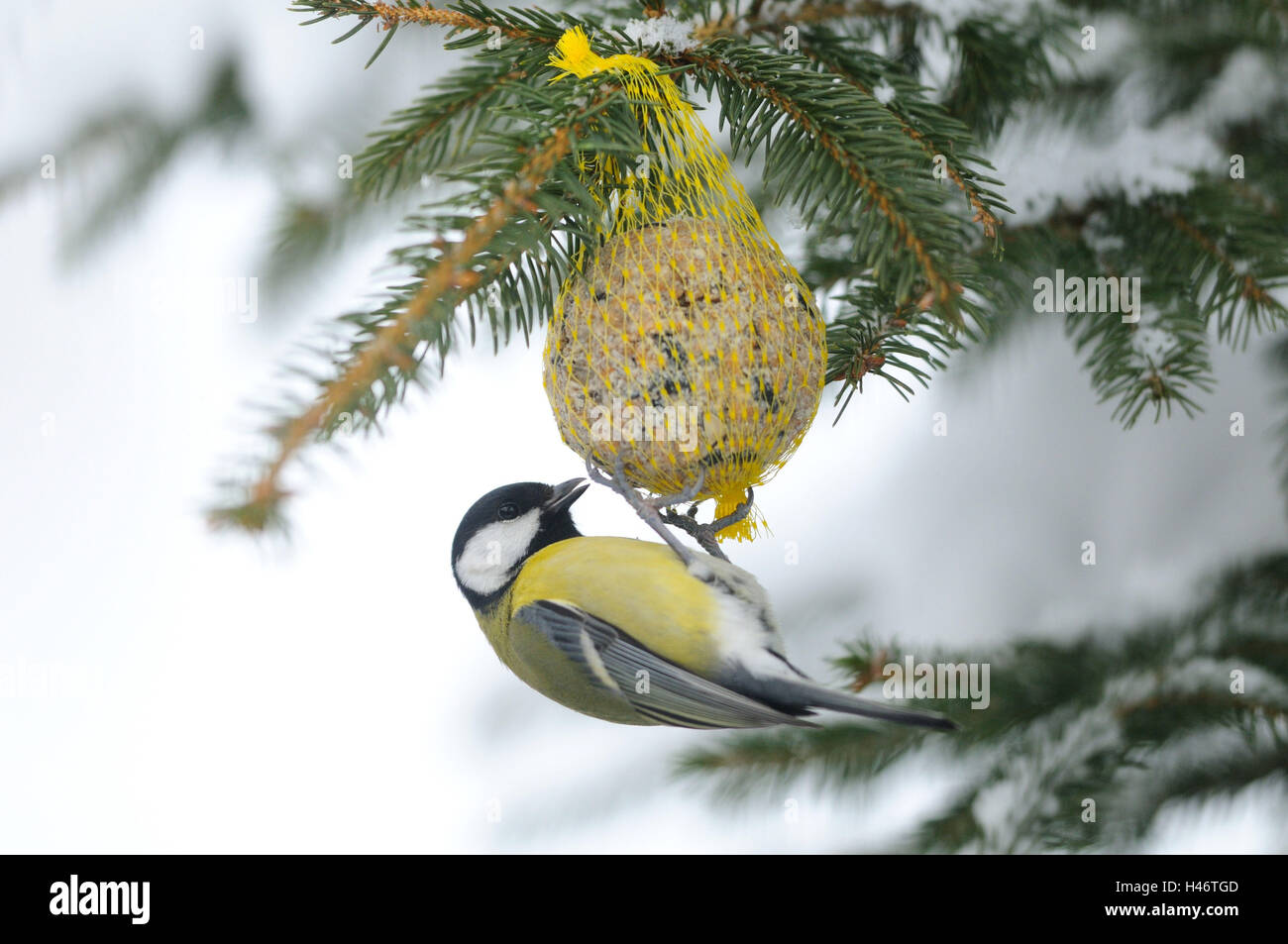 Great tit, Parus major, bird fat ball, side view, hanging, eating Stock ...