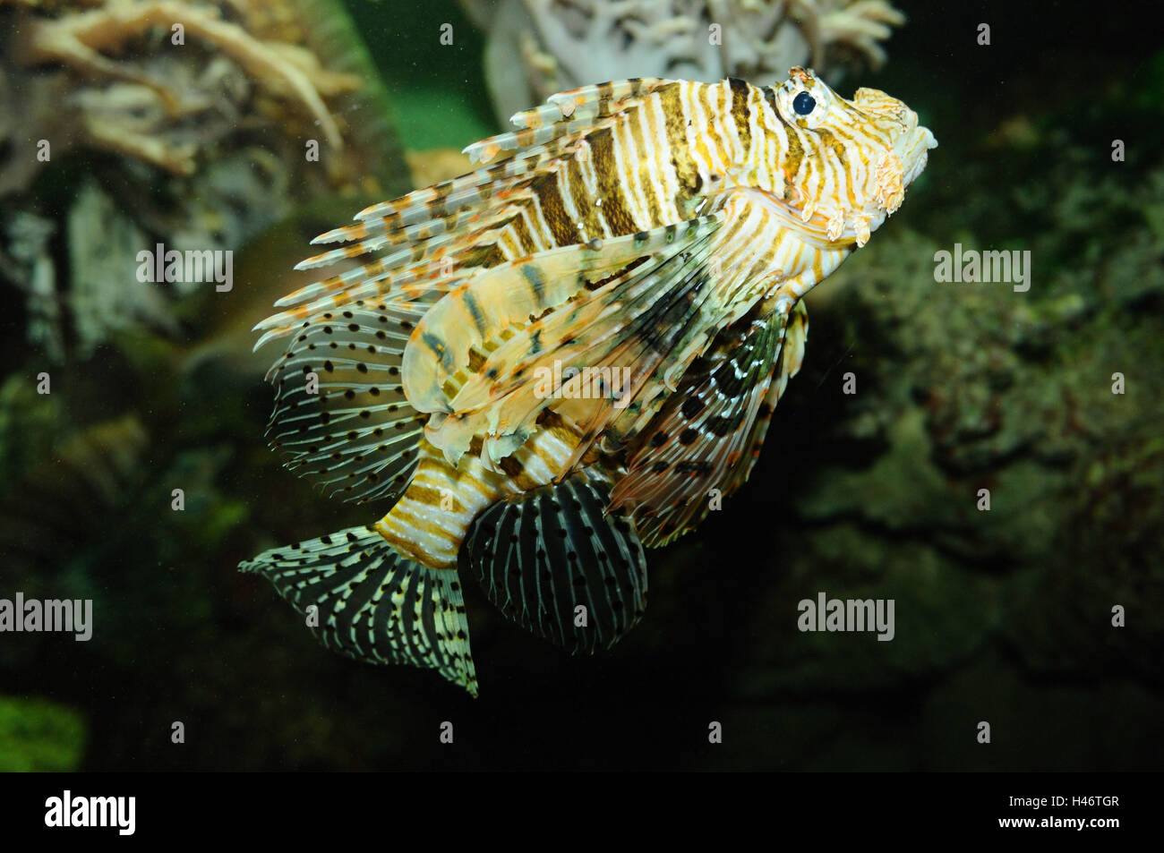 Pacific red fire fish, Pterois volitans, side view, swim Stock Photo ...