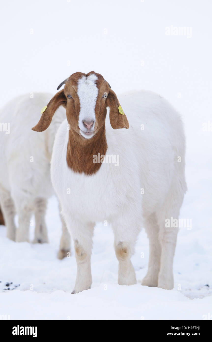 Boer's goat, house goat, Capra aegagrus hircus, young animal, snow ...