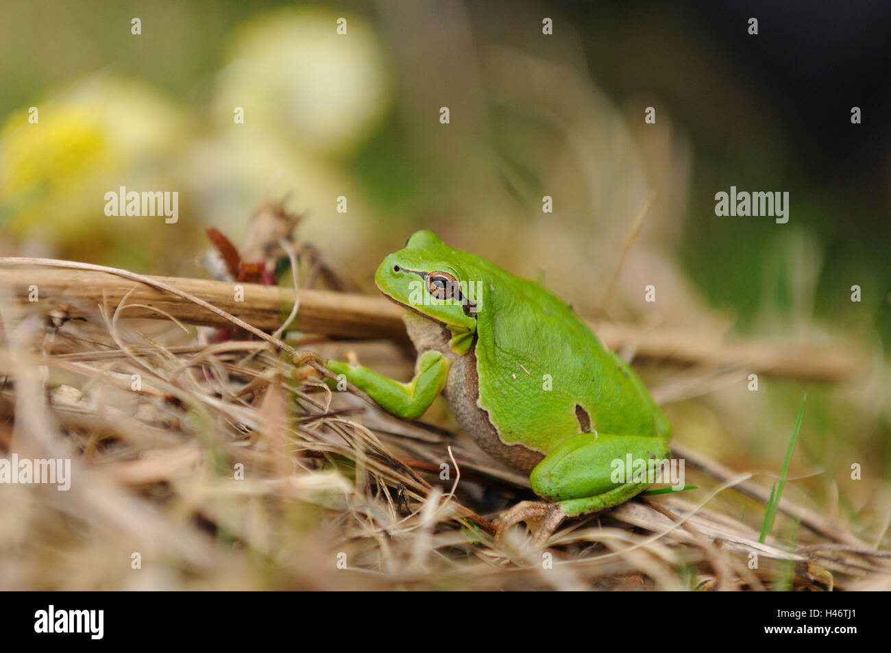 Side view of frog hi-res stock photography and images - Alamy