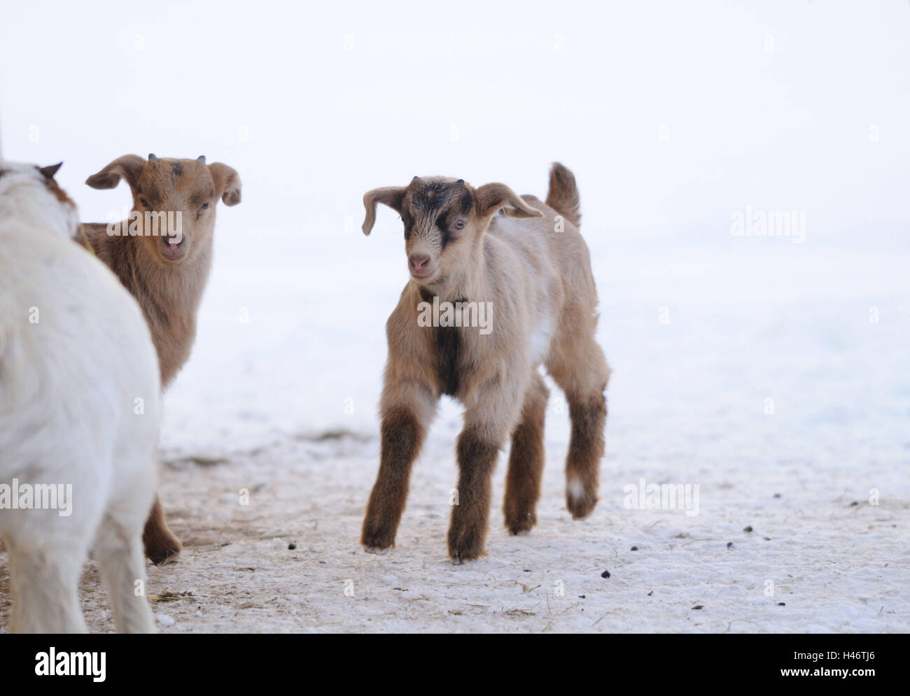 House goat, Capra aegagrus hircus, young animal, snow, stand, winter ...
