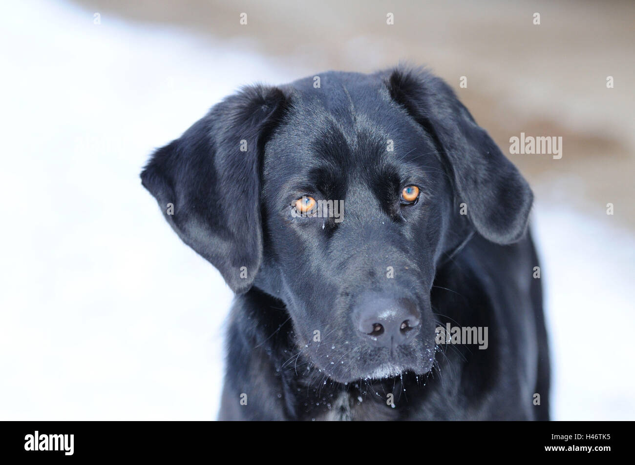 Labrador retriever, portrait Stock Photo - Alamy