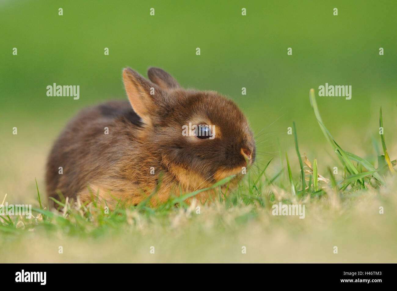 Colour dwarf 'blaze Havana', young animal, meadow, side view, crouch ...