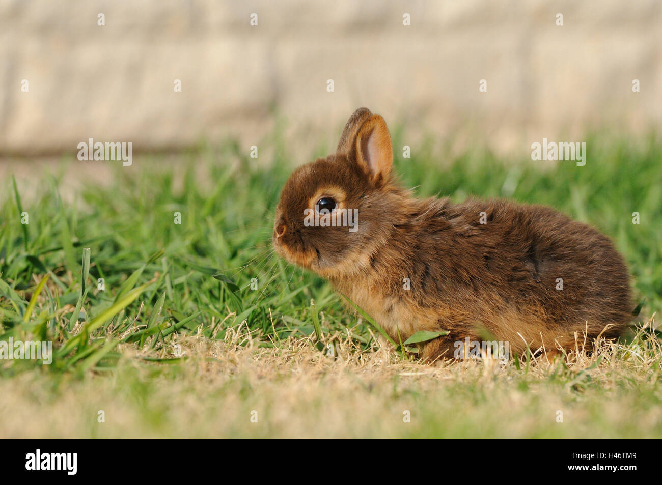 Colour dwarf 'blaze Havana', young animal, meadow, side view, sit Stock ...