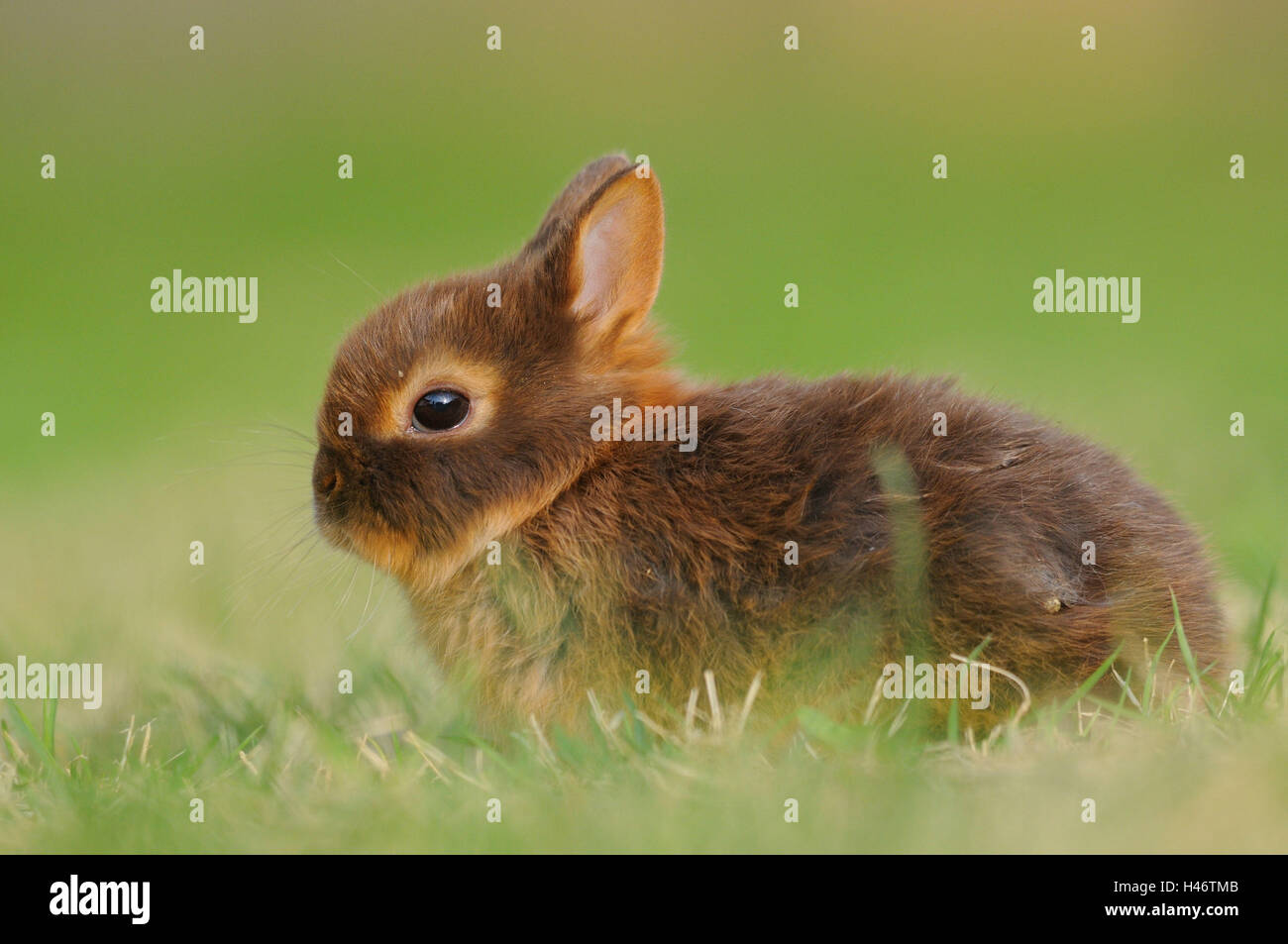 Colour dwarf 'blaze Havana', young animal, meadow, side view, sit Stock ...