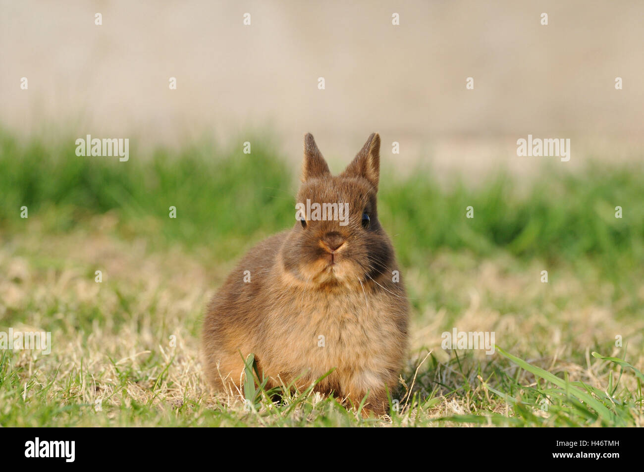 Colour dwarf 'blaze Havana', young animal, meadow, head-on, crouch ...