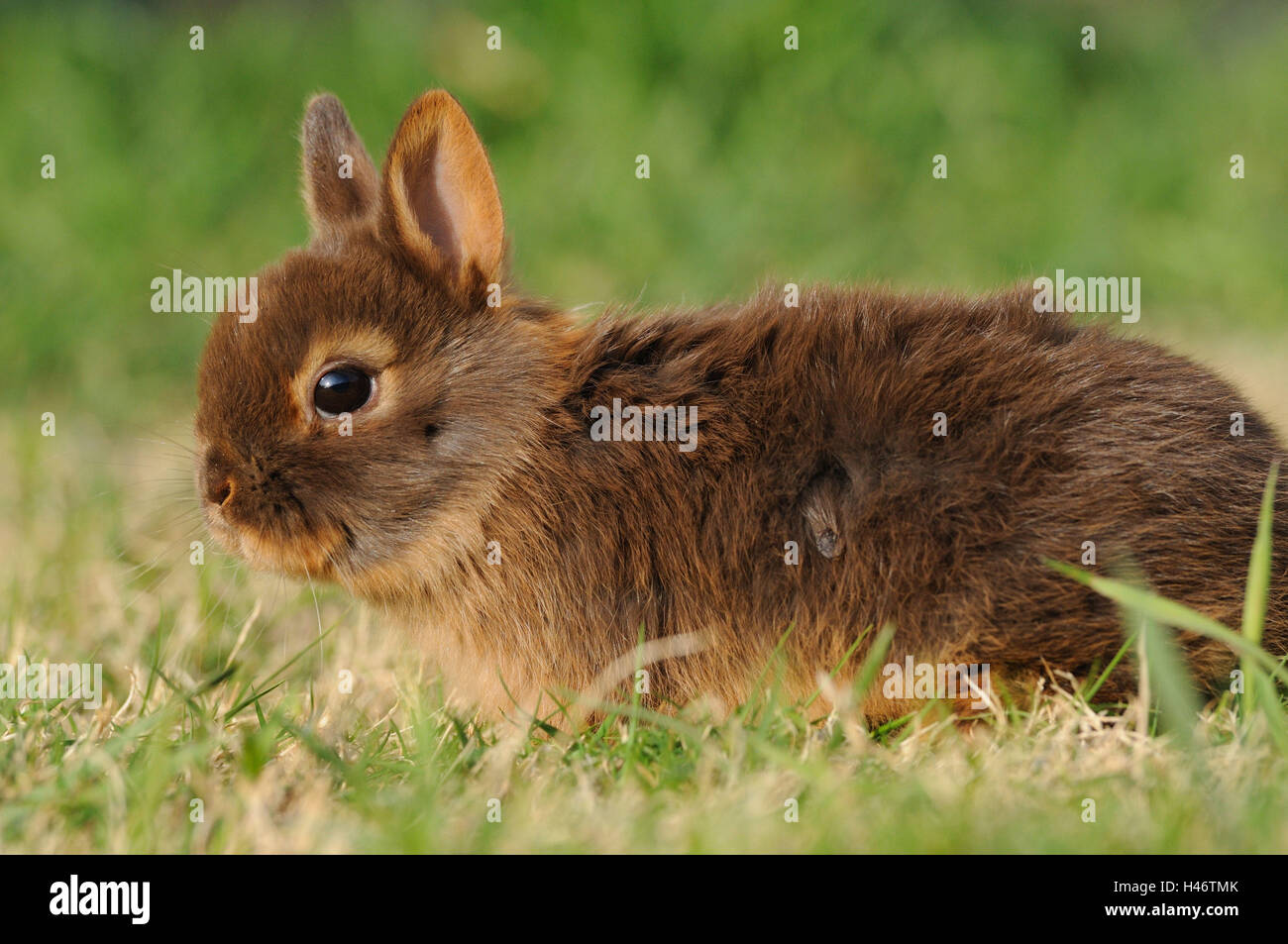 Colour dwarf 'blaze Havana', young animal, meadow, side view, sit Stock ...
