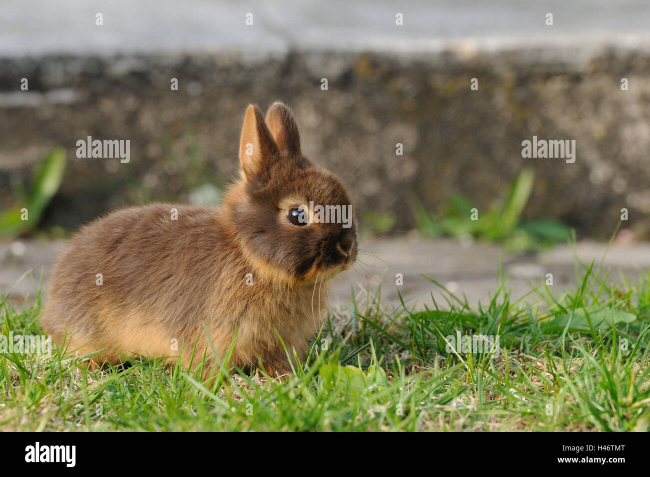 Colour dwarf 'blaze Havana', young animal, meadow, side view, sit Stock ...