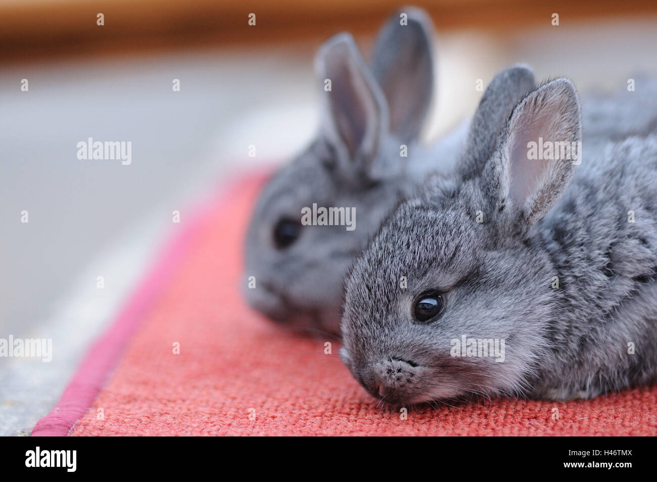 Giant chinchilla rabbits hi-res stock photography and images - Alamy