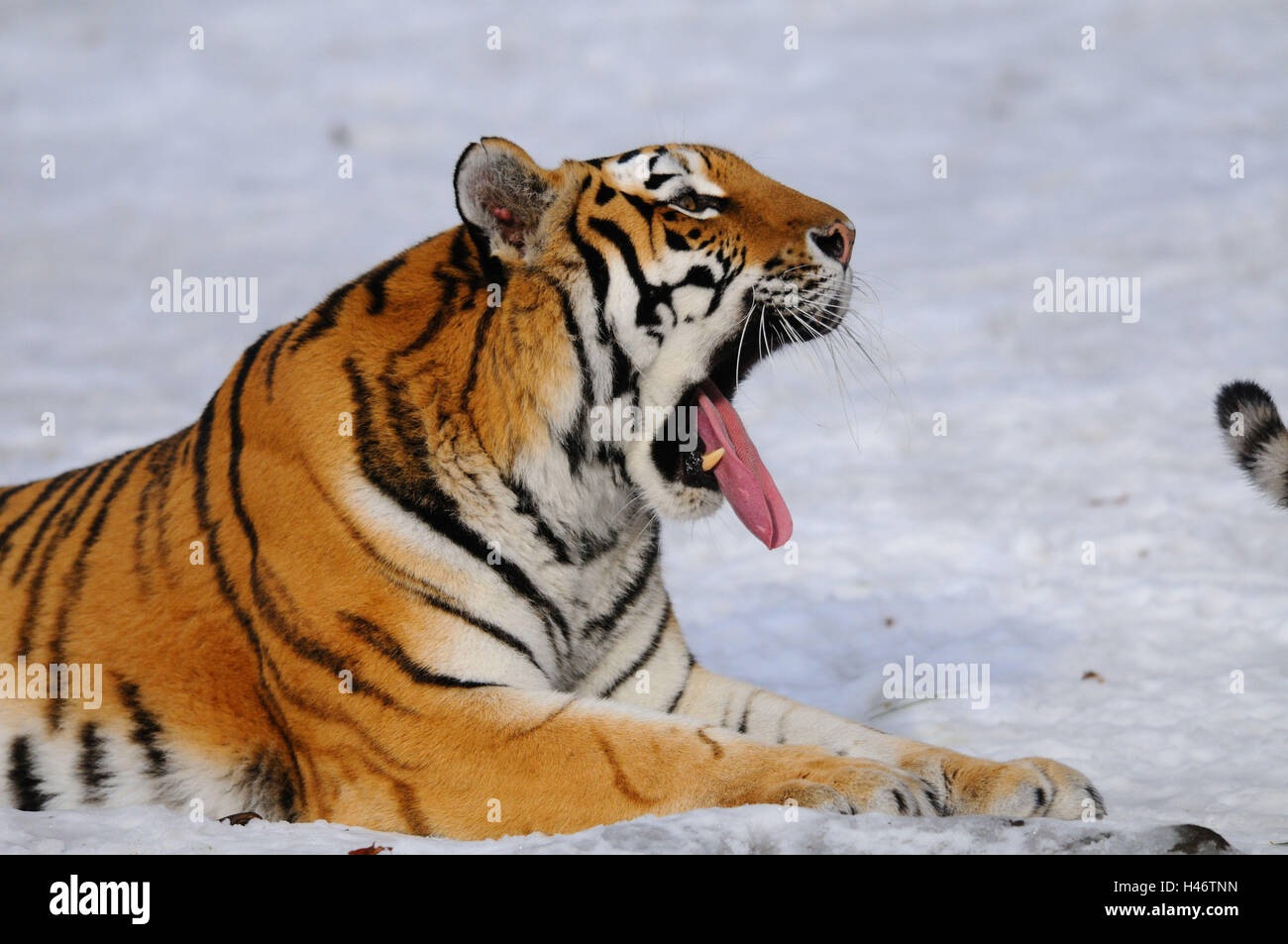 Siberian tiger, Panthera tigris altaica, half portrait, side view, lie ...