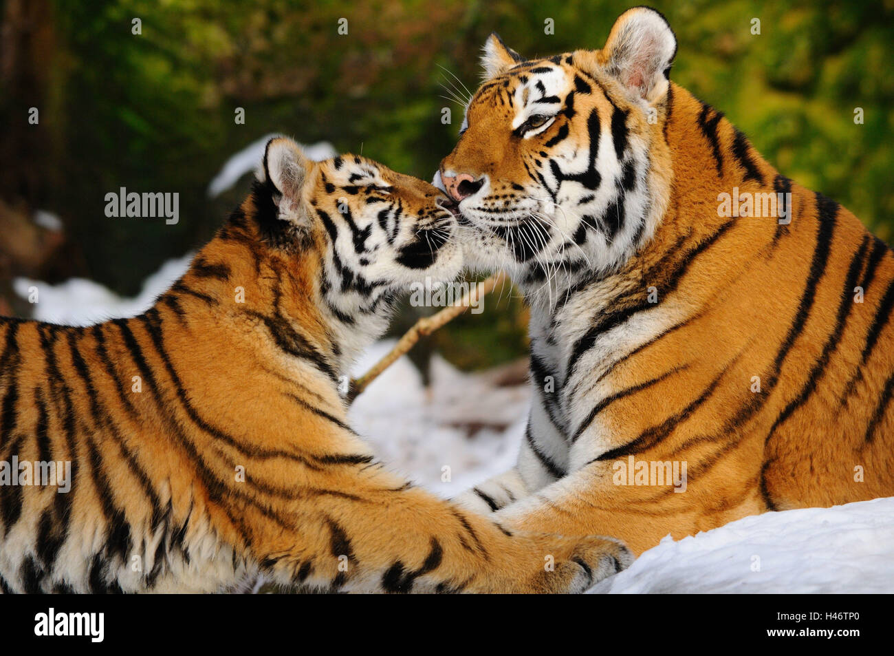 Cuddling tigers hi-res stock photography and images - Alamy