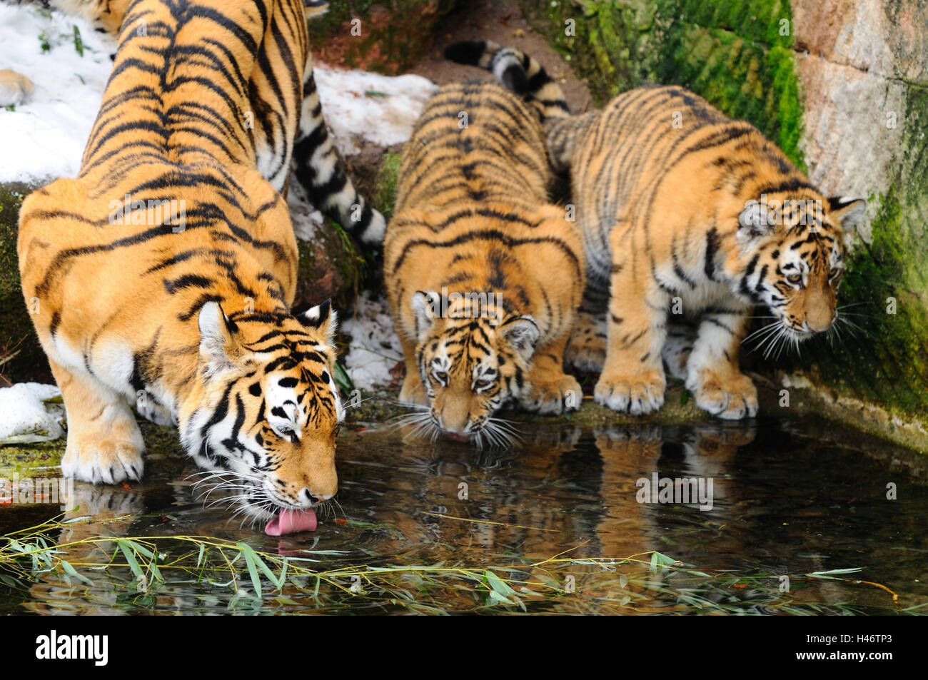 Siberian tigers, Panthera tigris altaica, nut with young animals, shore ...