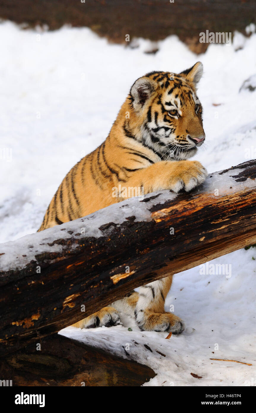 Siberian tiger, Panthera tigris altaica, young animal, trunk, side view ...