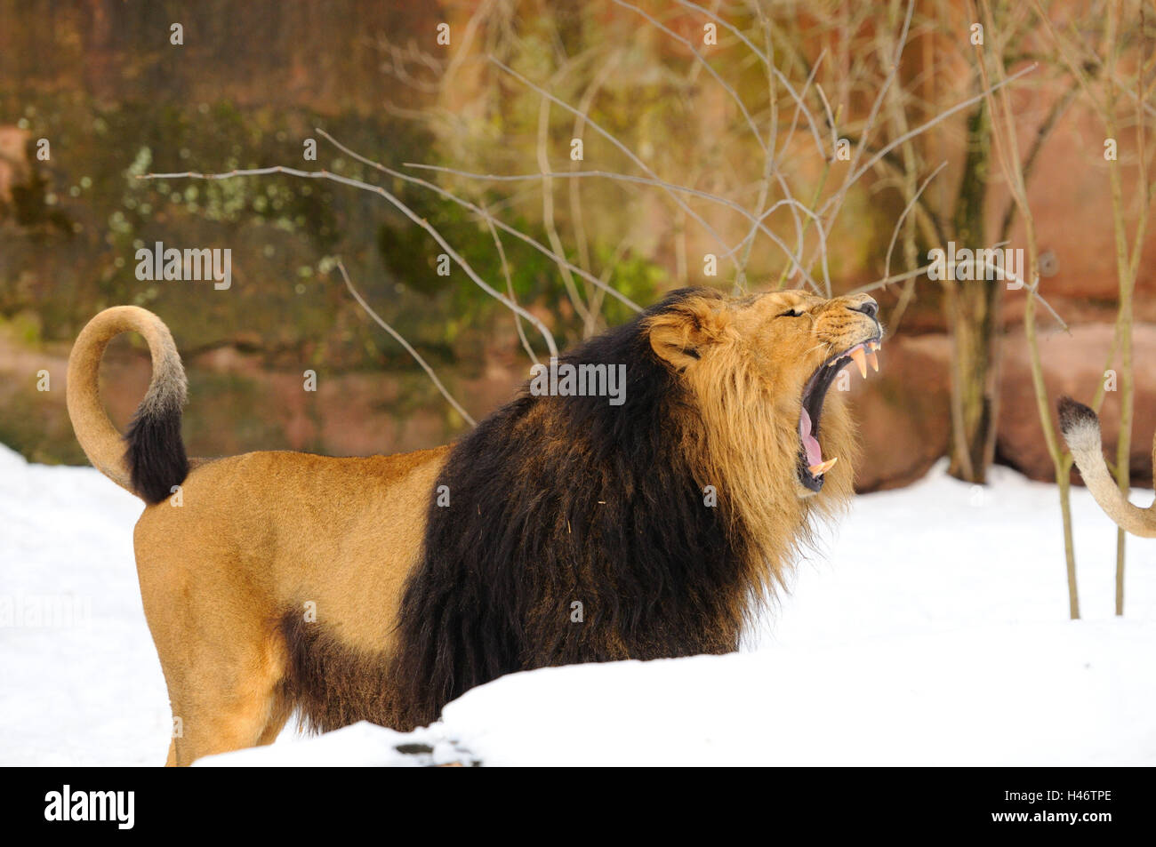 Lion side view hi-res stock photography and images - Alamy
