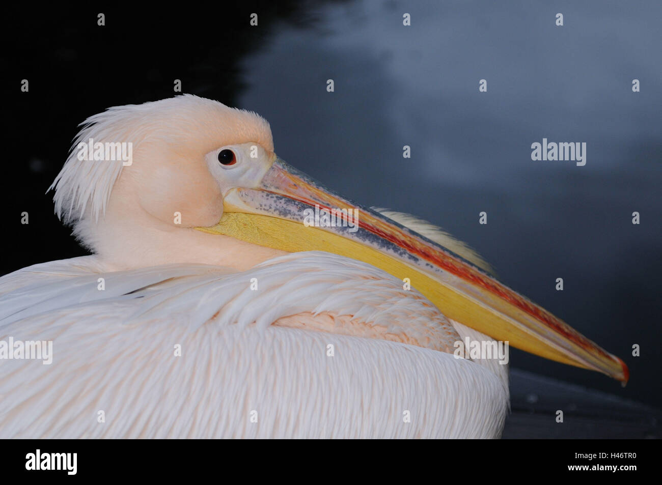 Rose's pelican, Pelecanus onocrotalus, portrait, side view Stock Photo ...