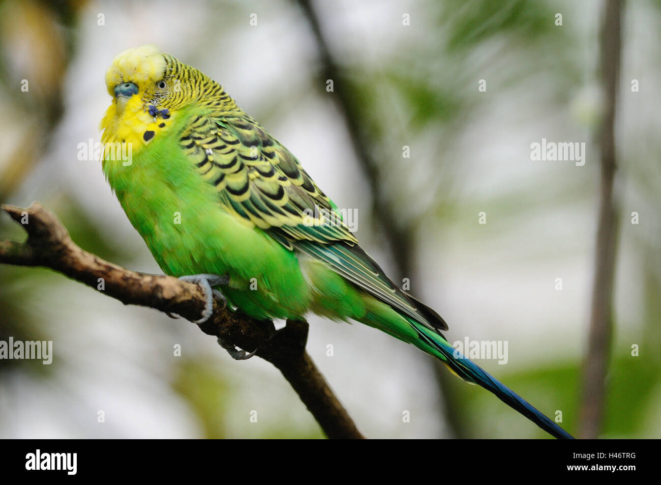 Budgerigar, Melopsittacus undulatus, branch, side view, sitting Stock ...