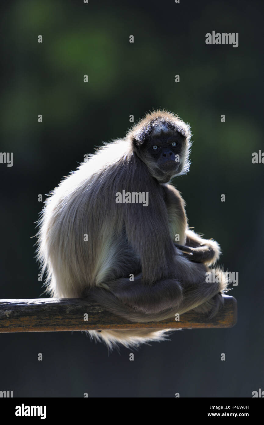 Golden forehead at symbol, Ateles hybridus Stock Photo - Alamy