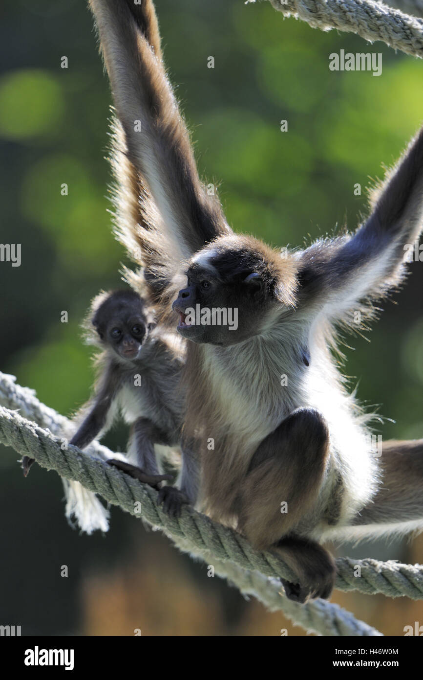 Golden forehead at symbols, Ateles hybridus Stock Photo - Alamy