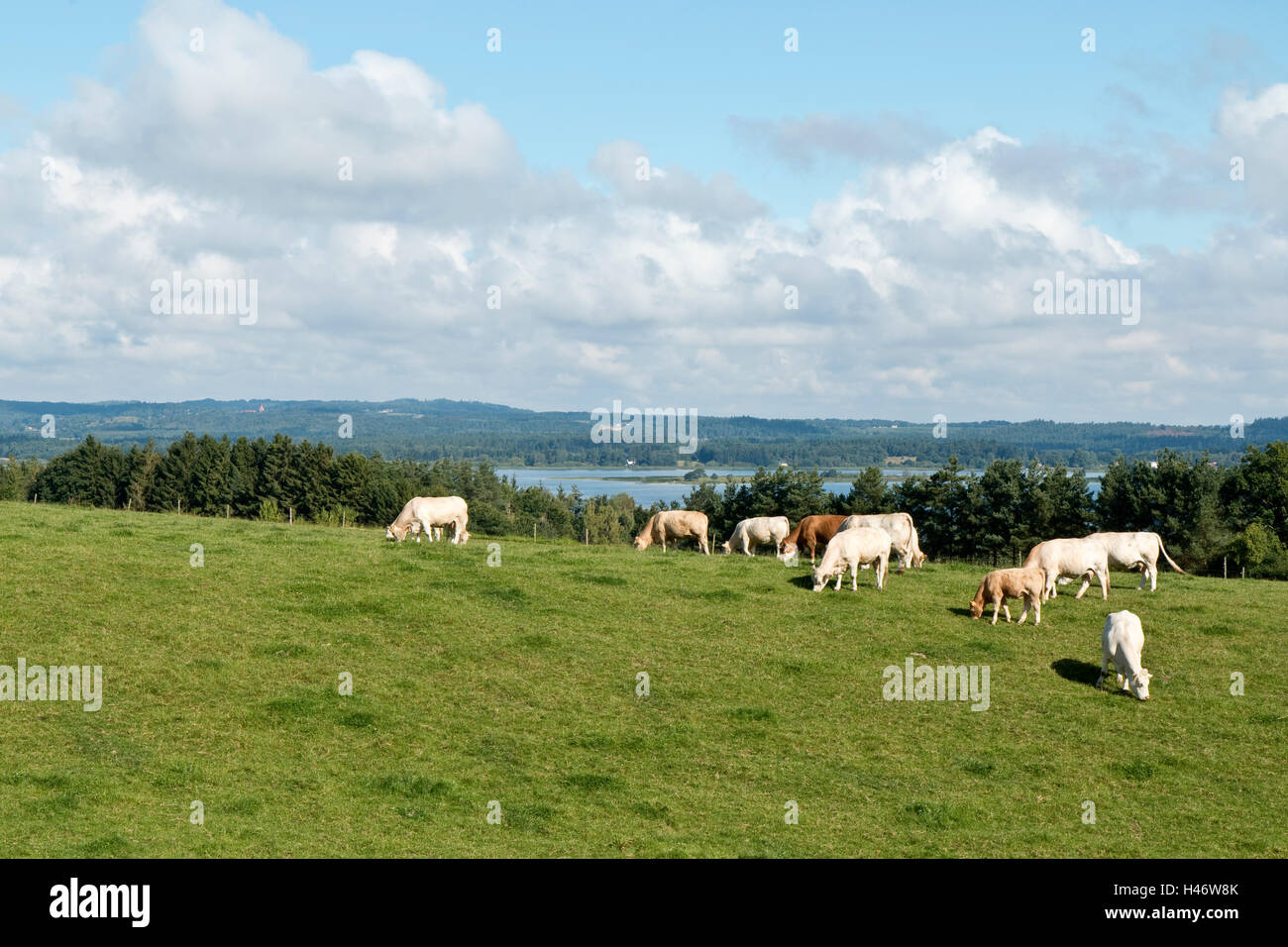Field cattle hi-res stock photography and images - Alamy