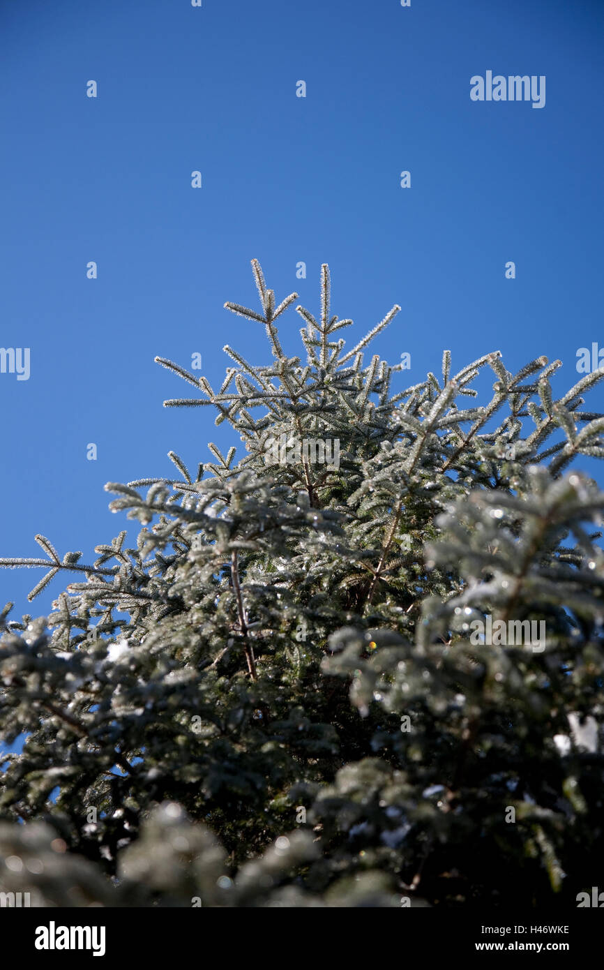 Pine Tree covered in ice Stock Photo - Alamy