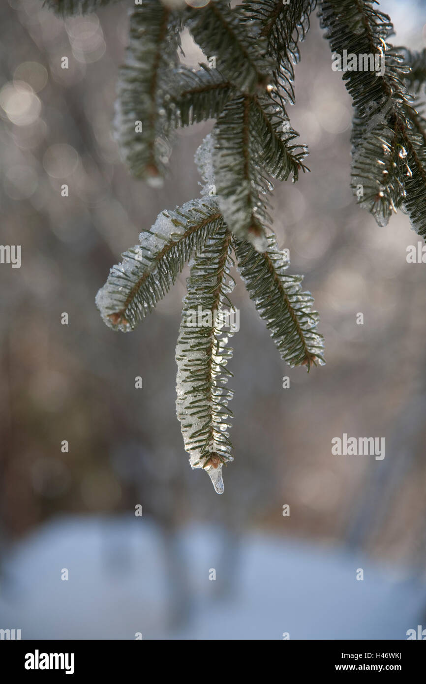 Pine Tree branch covered in ice Stock Photo - Alamy