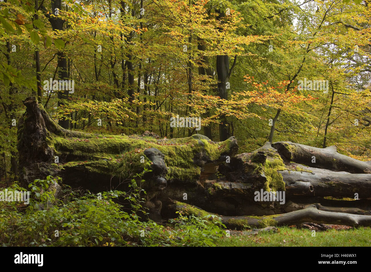 Primeval forest castle saba hi-res stock photography and images - Alamy